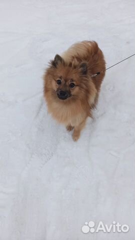 Немецкий шпиц - Лисенок