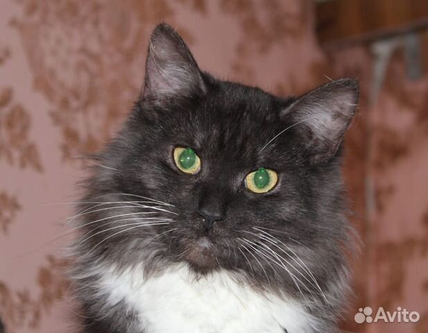 Санта ищет семью