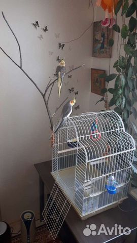 Пара карелл