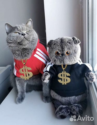 Британский кот на вязку