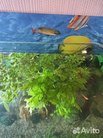 Прополка верхоплавки