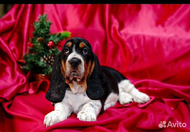 Впустите в свой дом Ушастое счастье