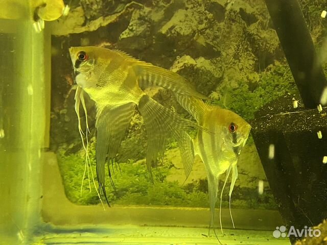 Склярии нерестящая пара