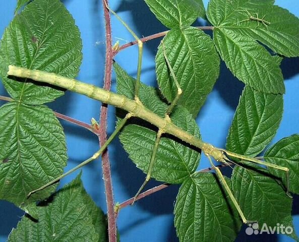 Палочник анамский