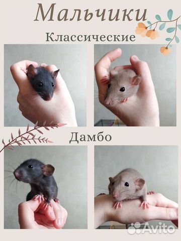 Декоративные крысы
