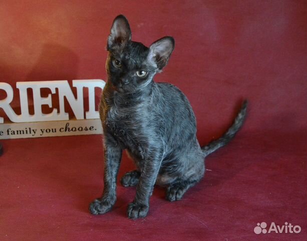 Чёрный кудрявый котёнок Eliot