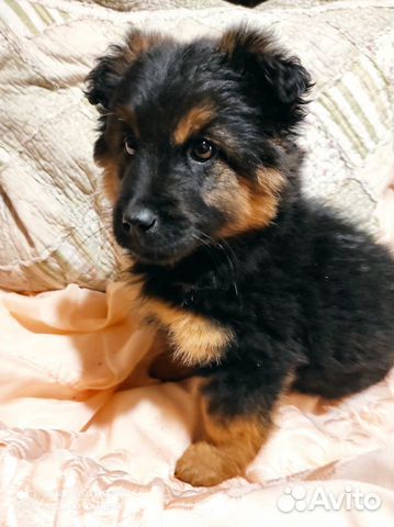 Ищет дом щенок Мишка