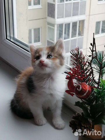 Котята норвежская лесная