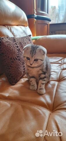 Шотландская вислоухая кошка