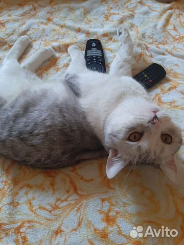 Коты на вязку