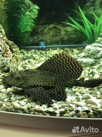 Сом парчевый 20см