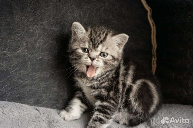 Котята Шотландские