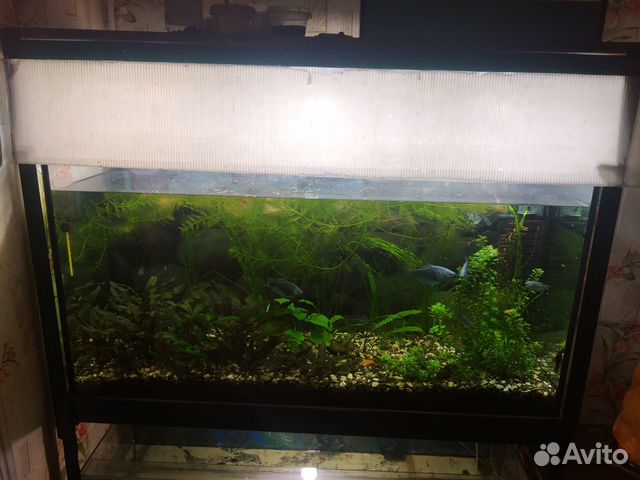 Аквариум