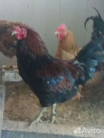 Петух Амераукана