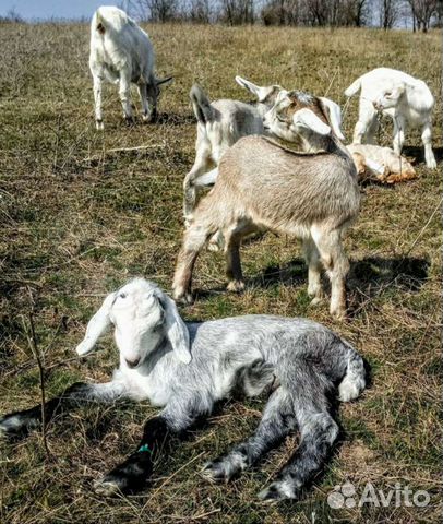Козы и козлята