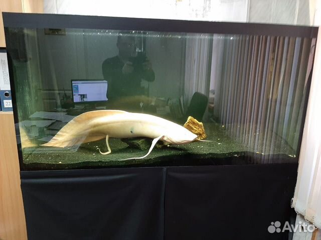 Аквариумная рыба протоптер