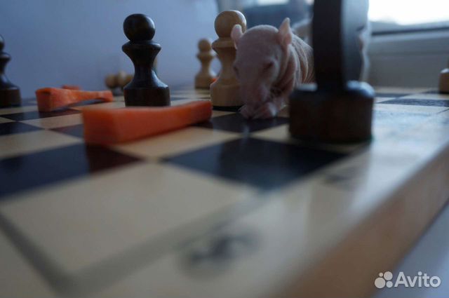 Крыса лысая