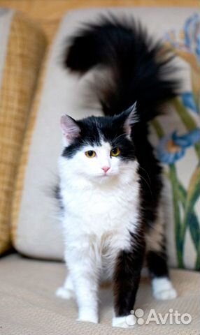 Котенок Любава в добрые руки. Лесной приют