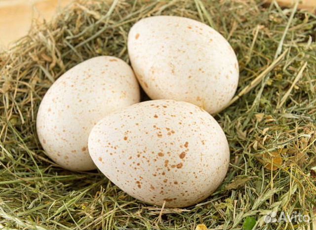 Яйцо икубационное индейка бронза