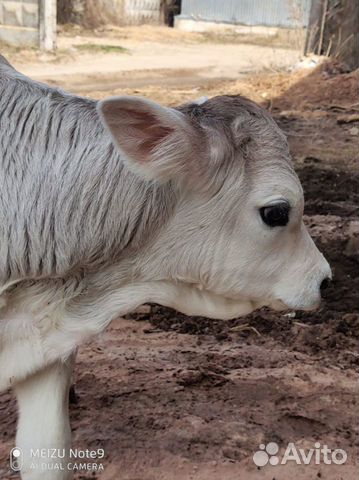 Телята бычки мясные
