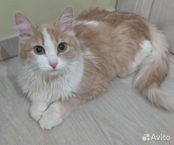 Нежная Мята, 7 мес., в дар