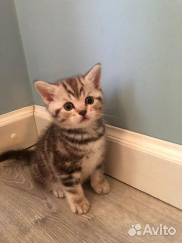 Шотландские котята