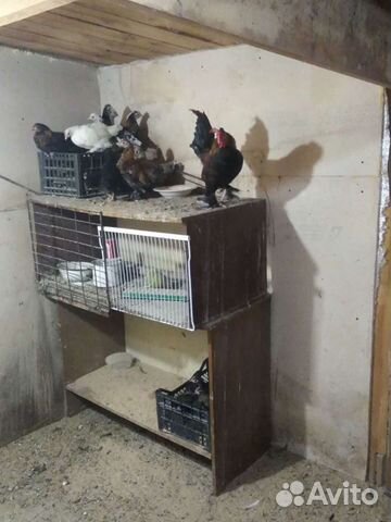 Куры Бентамки