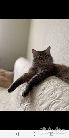 Коты на вязку