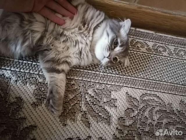 Шотландская вислоухая кошка