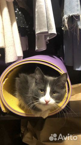 Отдам бесплатно кота, к лотку приучен, спокойный и