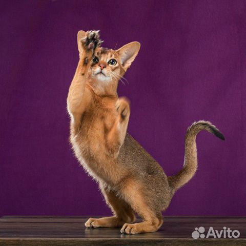 Элитные абиссинские котики