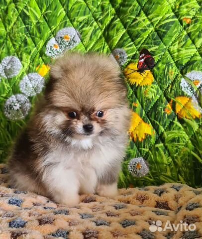 Померанский шпиц мини Отдам бесплатно