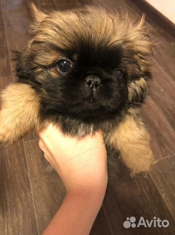 Щенок пекинеса