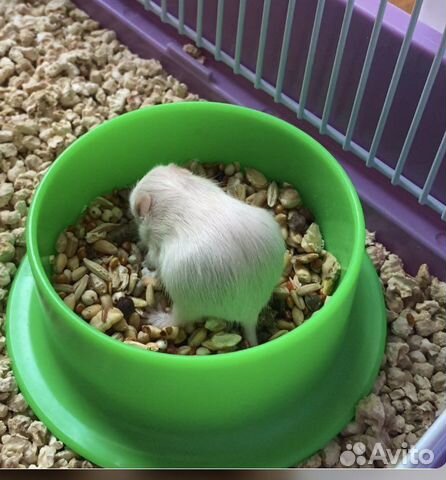 Сирийский хомяк