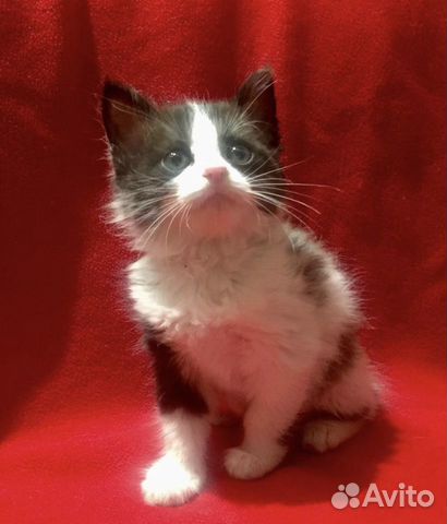 Милая крошка котенок 1,5 месяца в добрые руки