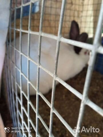 Кролик Калифорниец самец