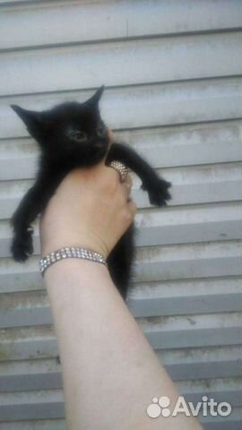 Красивые маленькие котята