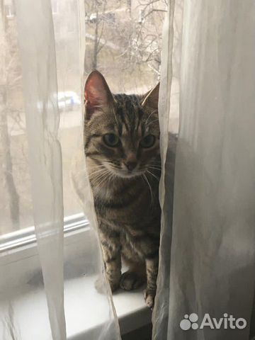 Кошка