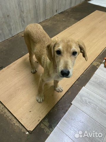 Щенок в добрые руки