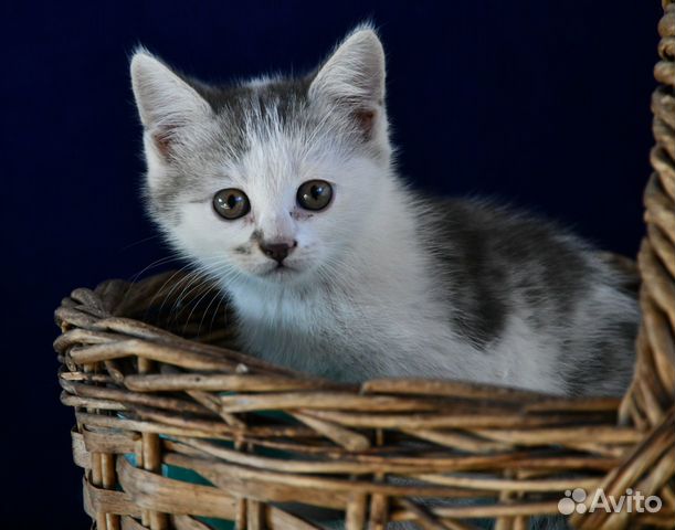 Метисы шотландцев (2 мес.)