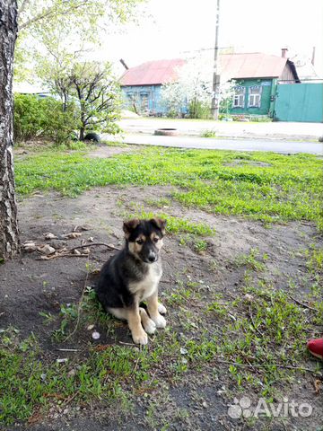 Собака в добрые руки овчарка