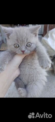 Продаются милашки котята