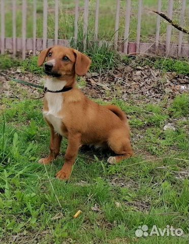 Малорослый метис в добрые руки