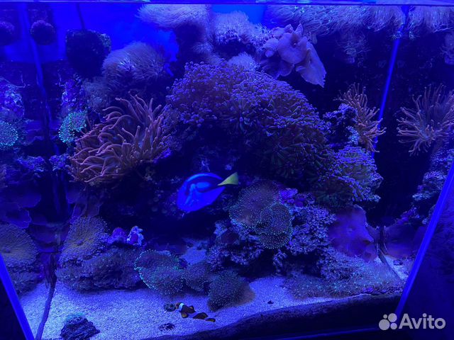 Морской аквариум