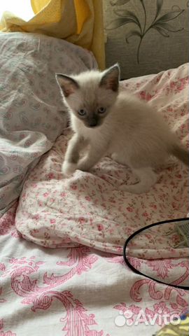 Сиамские котята
