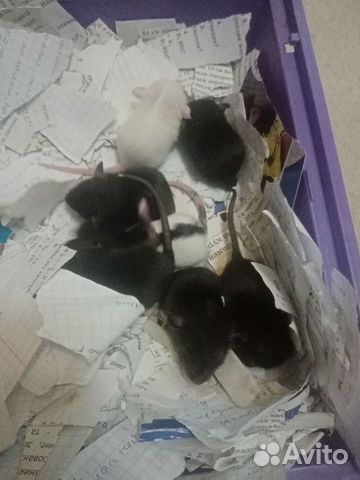 Крысята дамбо