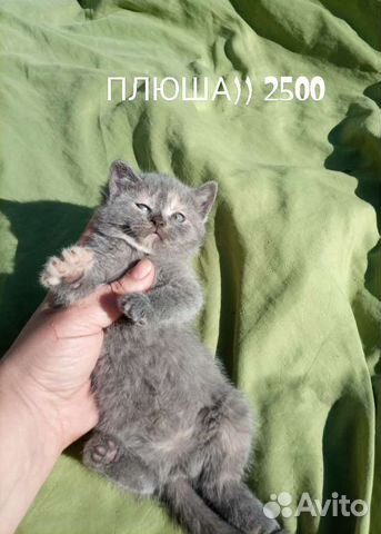 Шотландские котята