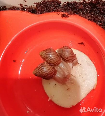 Улитки ахатины