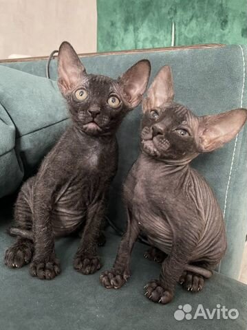 Котята донского сфинкса