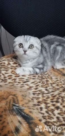 Кошки
